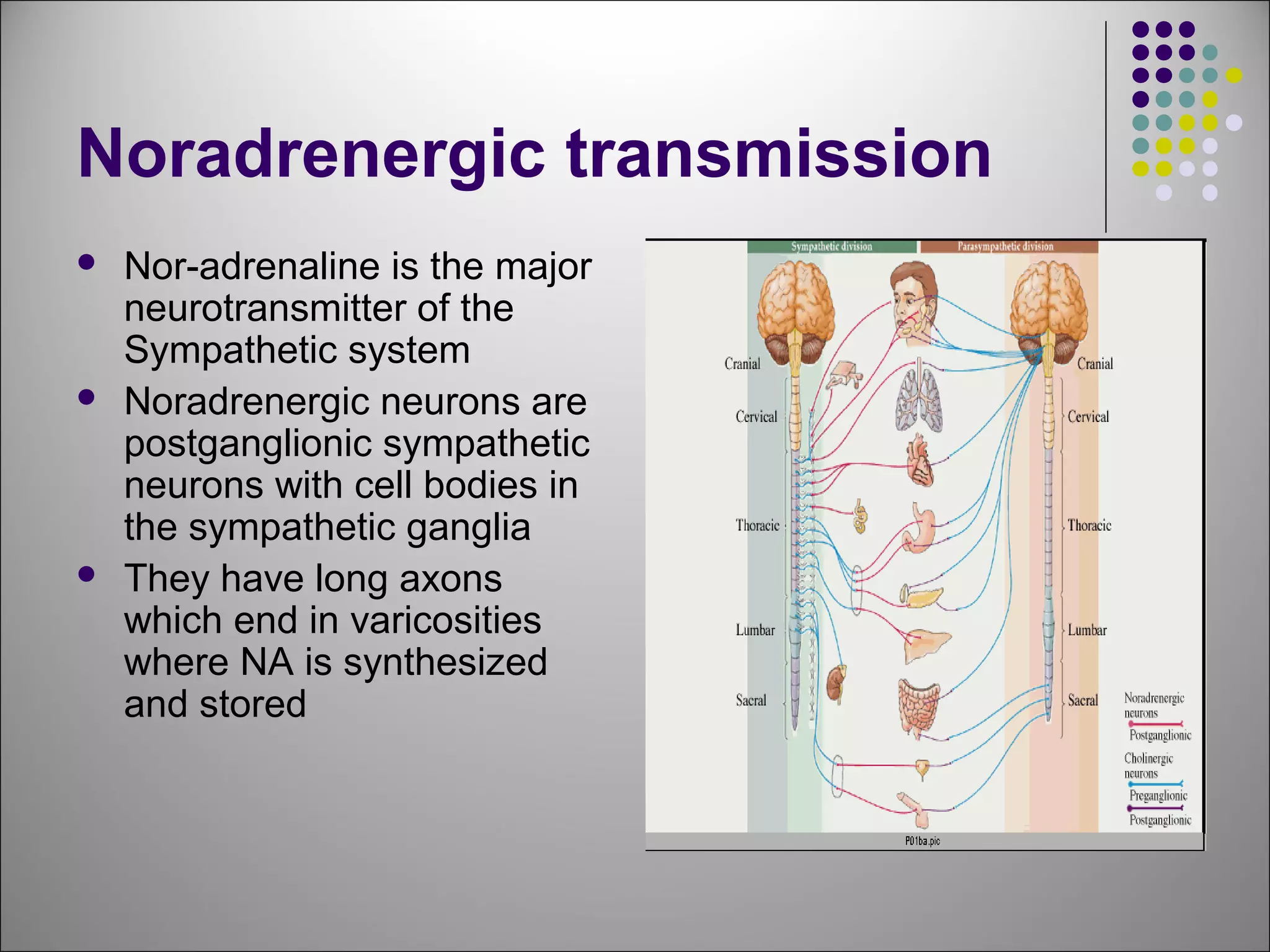 Adrenergic Drugs - drdhriti | PPT