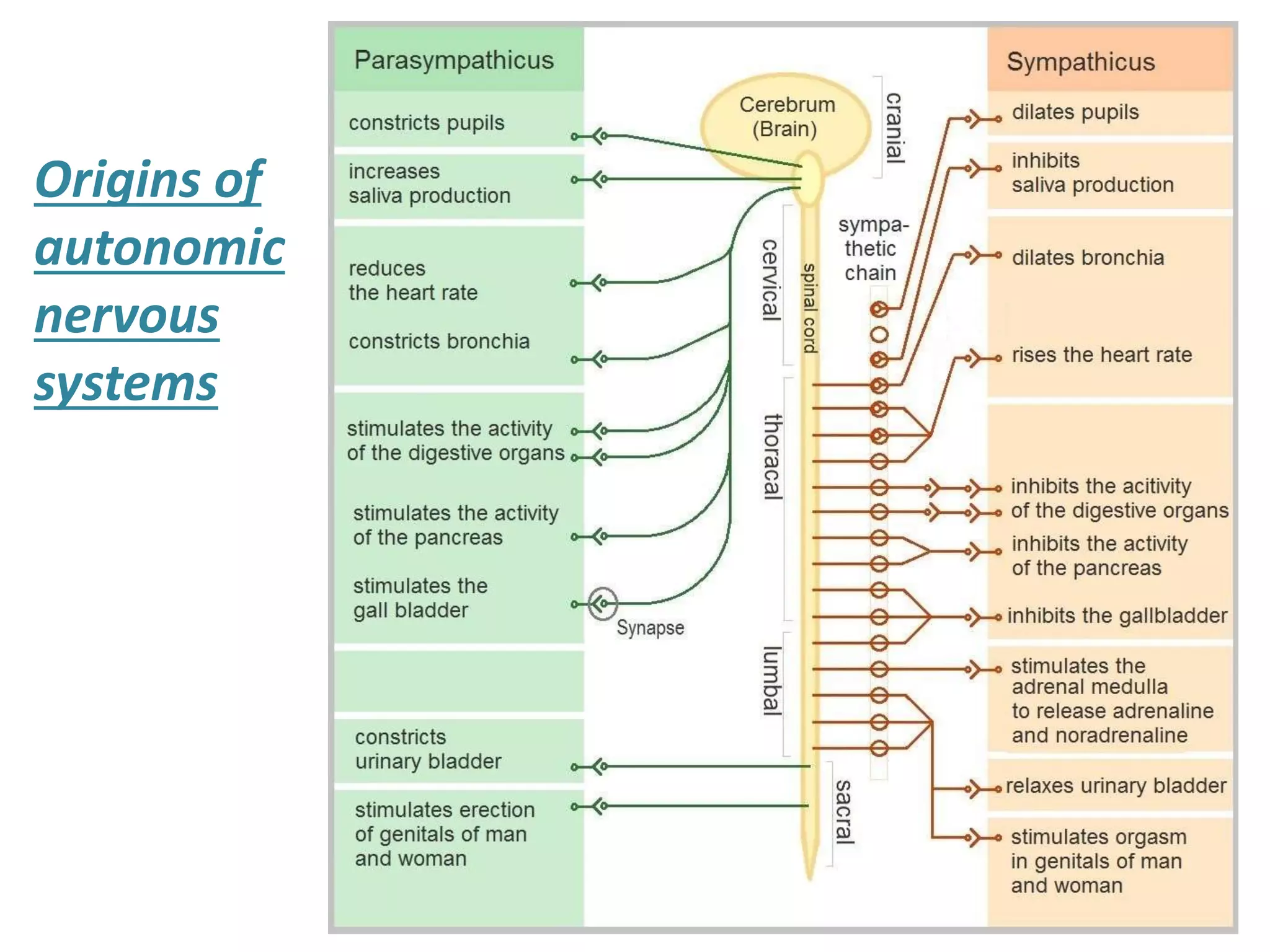 Adrenergic system | PPTX