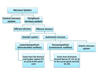 Adrenergic system | PPTX