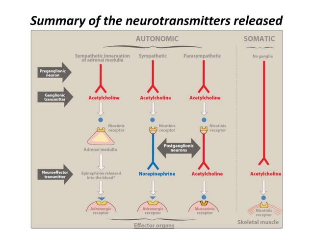 Adrenergic system | PPTX | Endocrine and Metabolic Diseases | Diseases ...