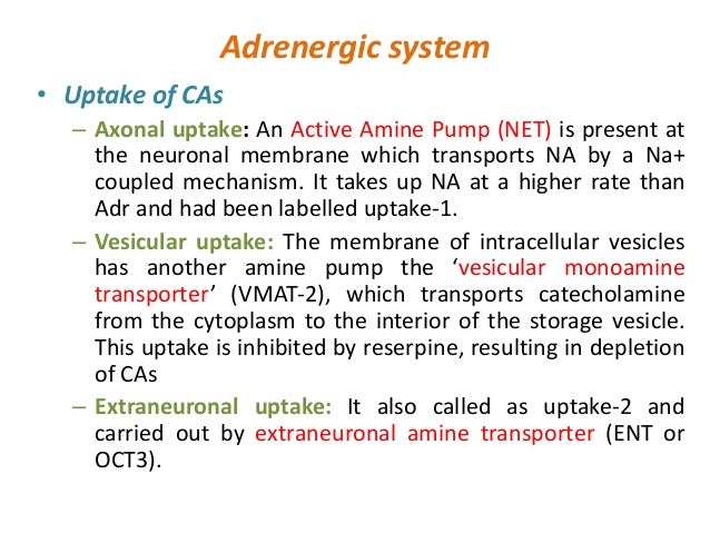 Adrenergic system