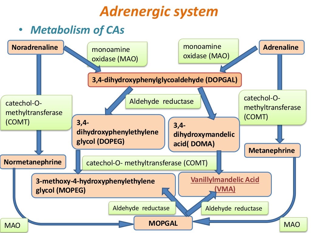 Adrenergic system