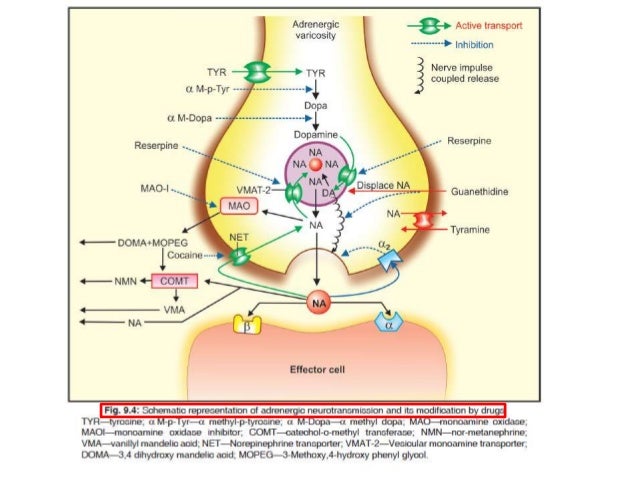 Adrenergic system