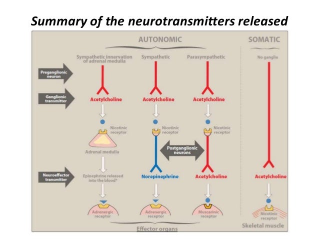 Adrenergic system