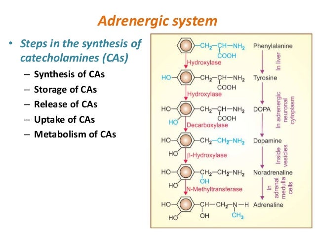 Adrenergic system