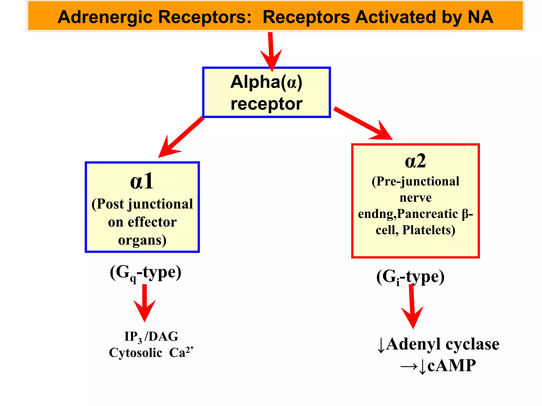 Adrenergic system | PPTX