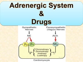 Adrenergic system | PPTX