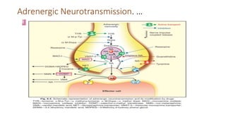Adrenergic system | PPT