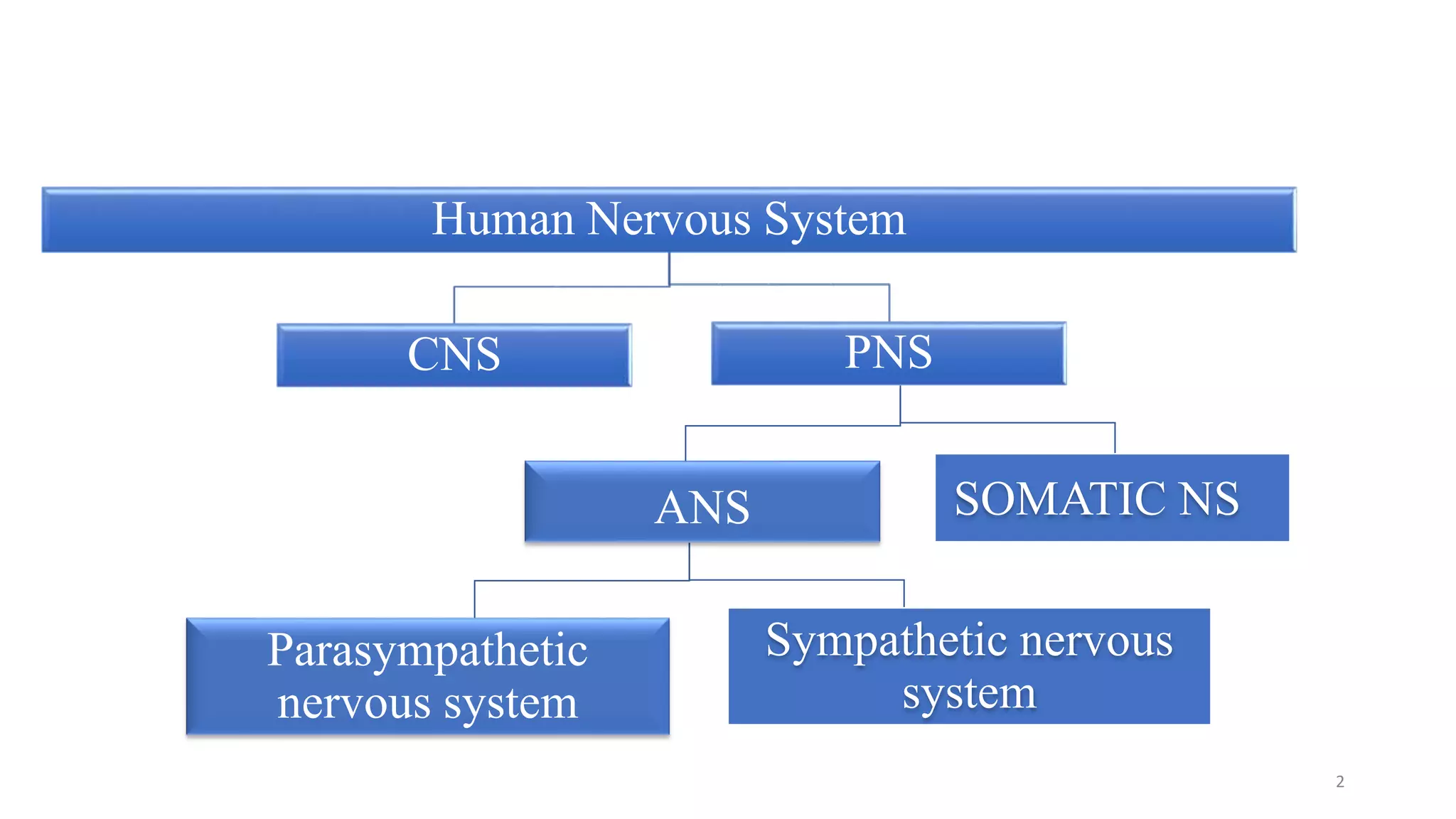 Adrenergic system , alfa blockers & beta blockers | PPT