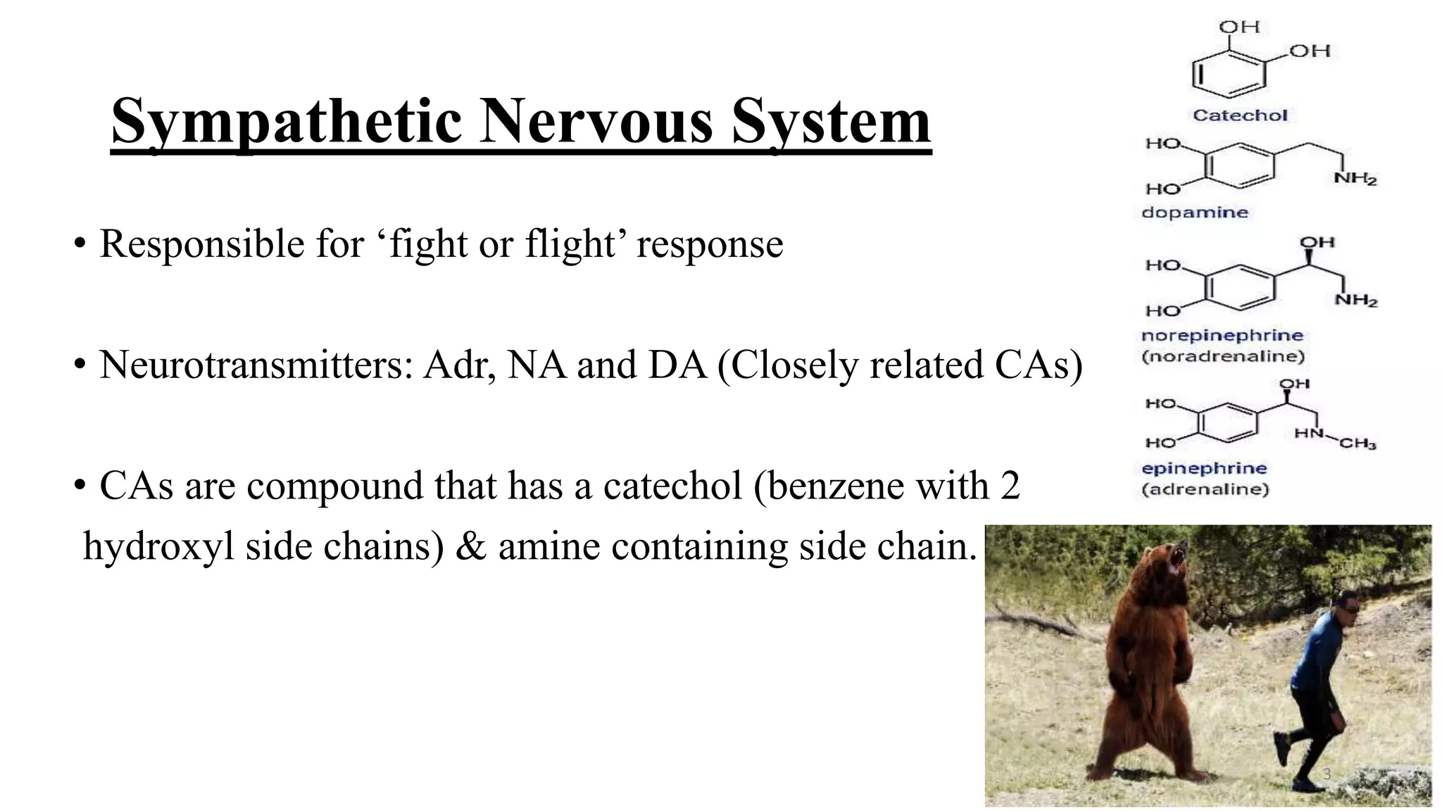 Adrenergic system , alfa blockers & beta blockers | PPT
