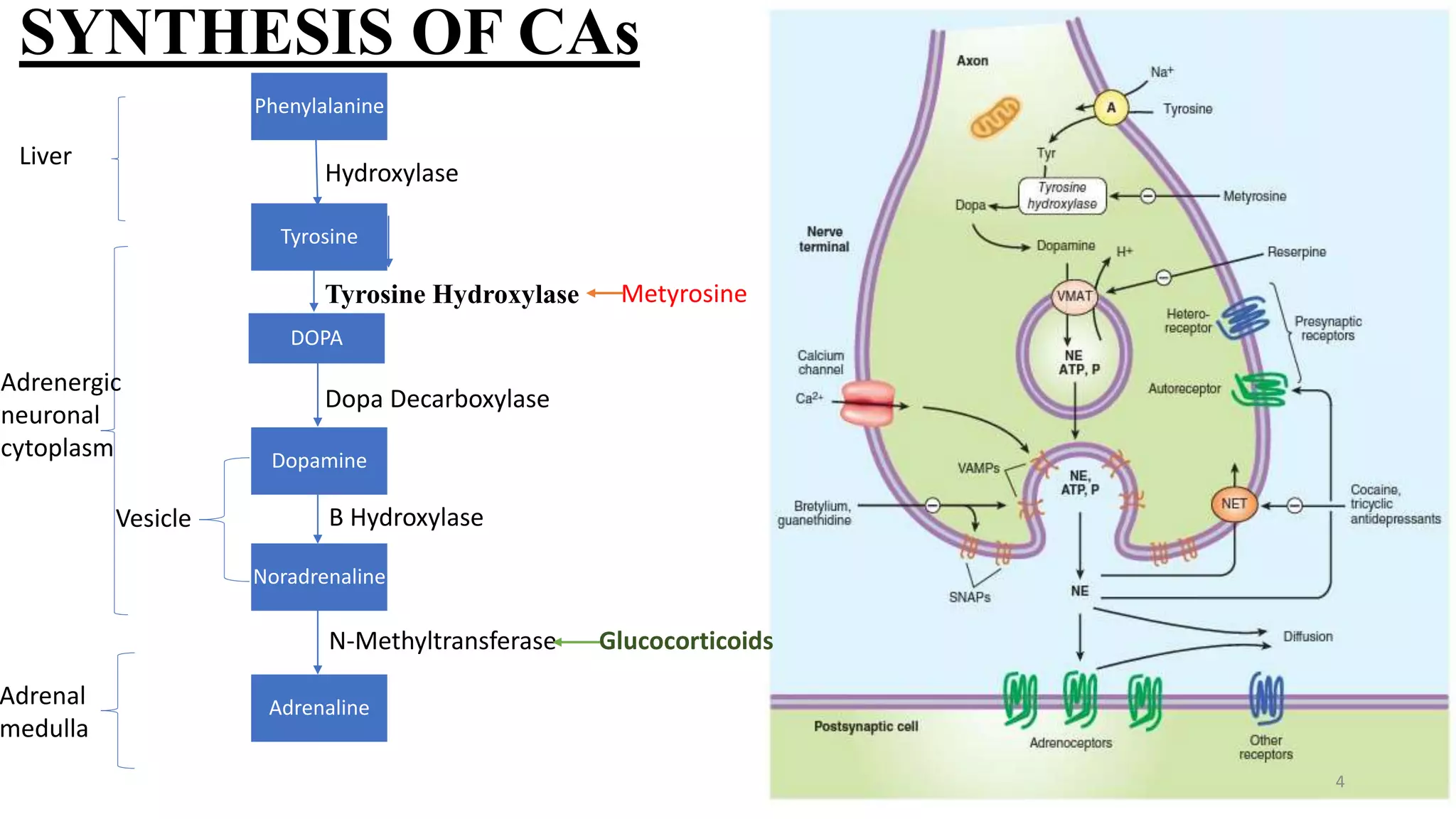 Adrenergic system , alfa blockers & beta blockers | PPT