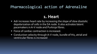 Adrenergic system and drugs | PPTX