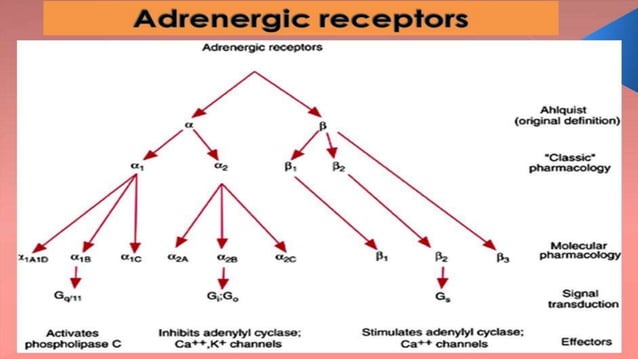Adrenergic | PPT