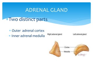 ADRENAL GLAND | PPT