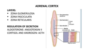 Adrenocortical hormones | PPT