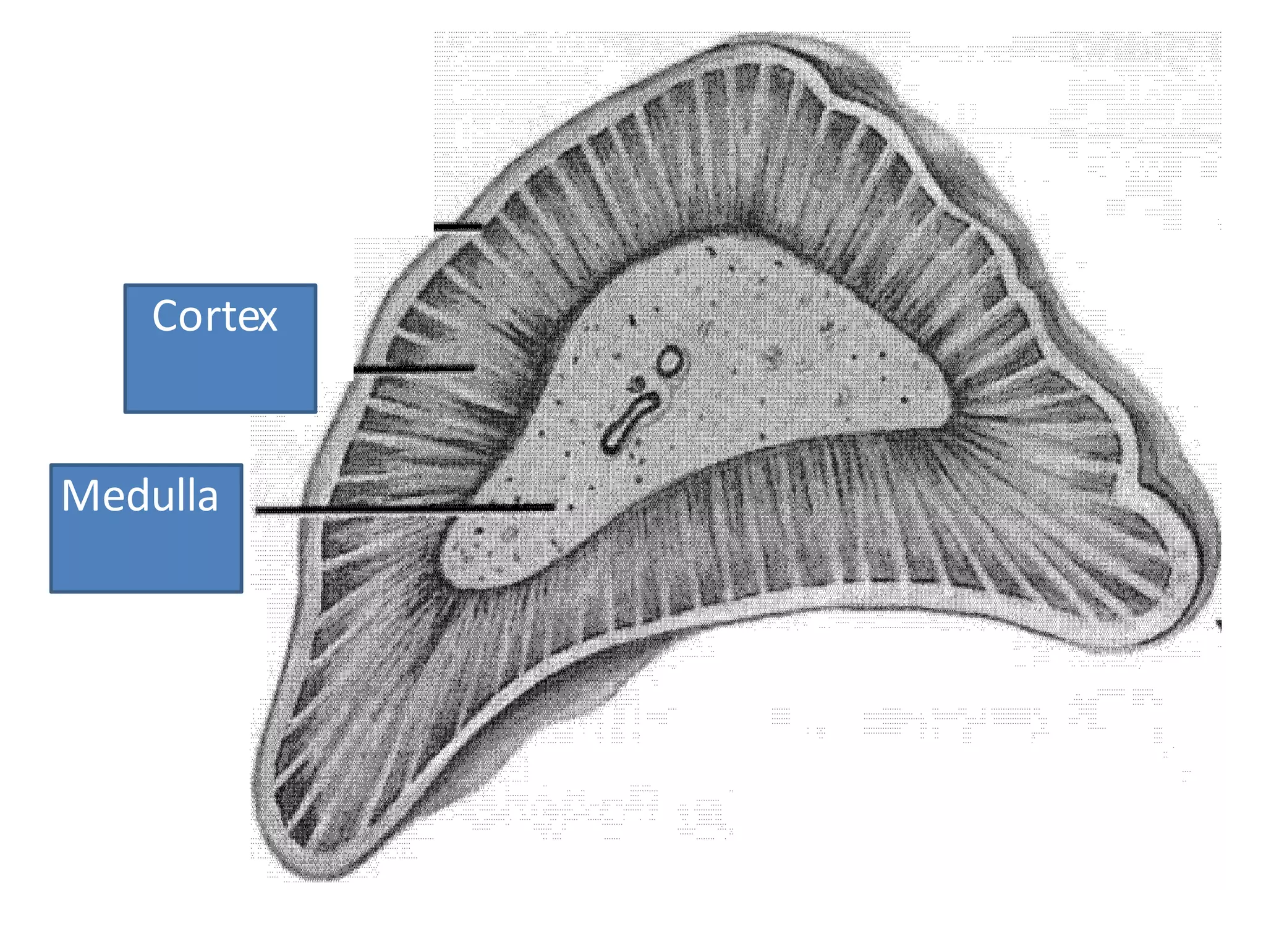 Adrenogenital syndrome | PDF