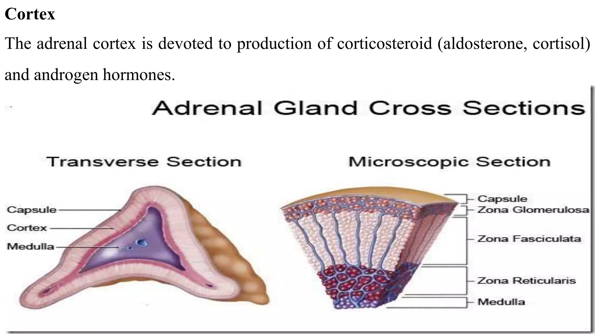 pathology of Adrenal gland ppt | PPTX