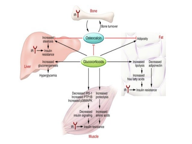 Steroids And Diabetes Side Effects - DiabetesWalls Steroids And Diabetes Side Effects - DiabetesWalls