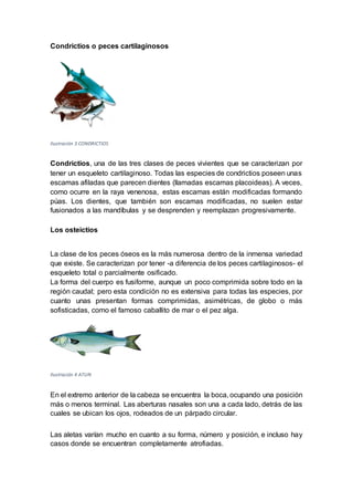 Adry c | DOCX