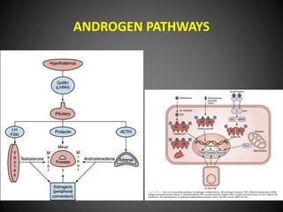 ANDROGEN DEPRIVATION THERAPHY ON PRASTATE CA | PPTX