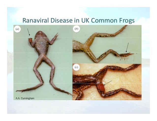 Mathematical modeling of ranavirus ecology