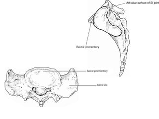 adult-acetabular-fracture pelvic ring fracture | PPT