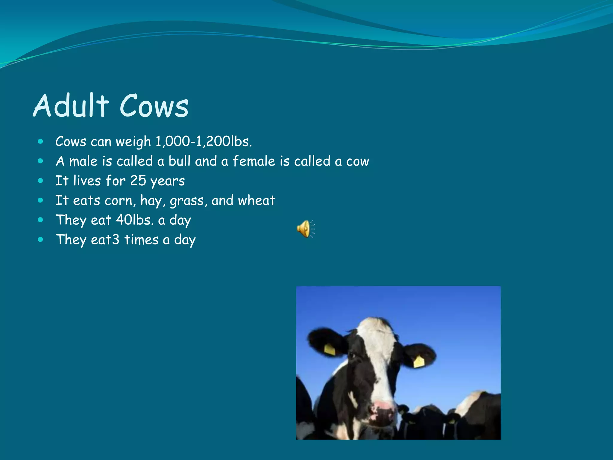 Adult cows | PPT
