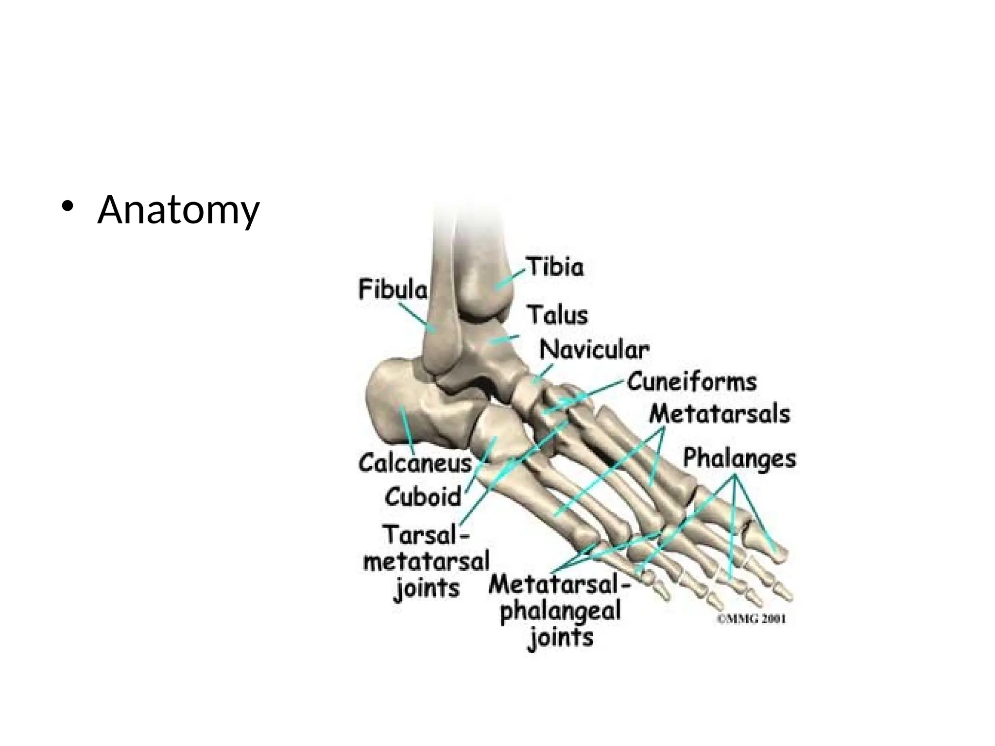 Acquired adult flat foot Power Point Foot and ankle | PPT