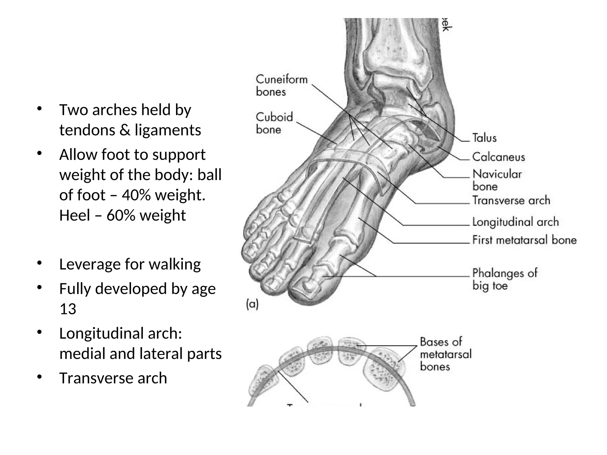 Acquired adult flat foot Power Point Foot and ankle | PPT