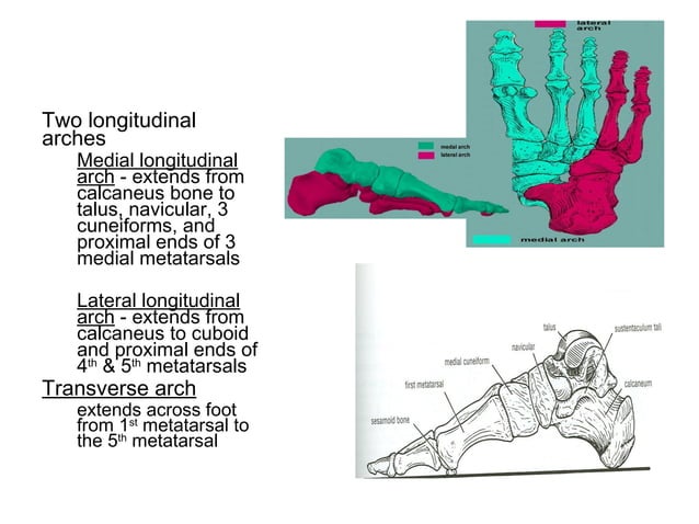 Acquired adult flat foot Power Point Foot and ankle | PPT