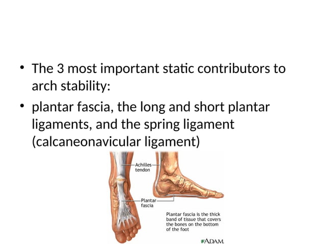 Acquired adult flat foot Power Point Foot and ankle | PPT