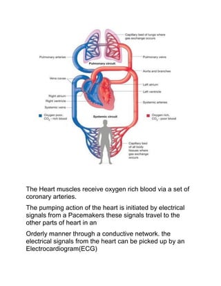 BASIC CARDIAC LIFE SUPPORT ADULT HEALTH NURSING | PDF