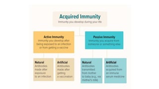 ADULT IMMUNIZATION.pptx