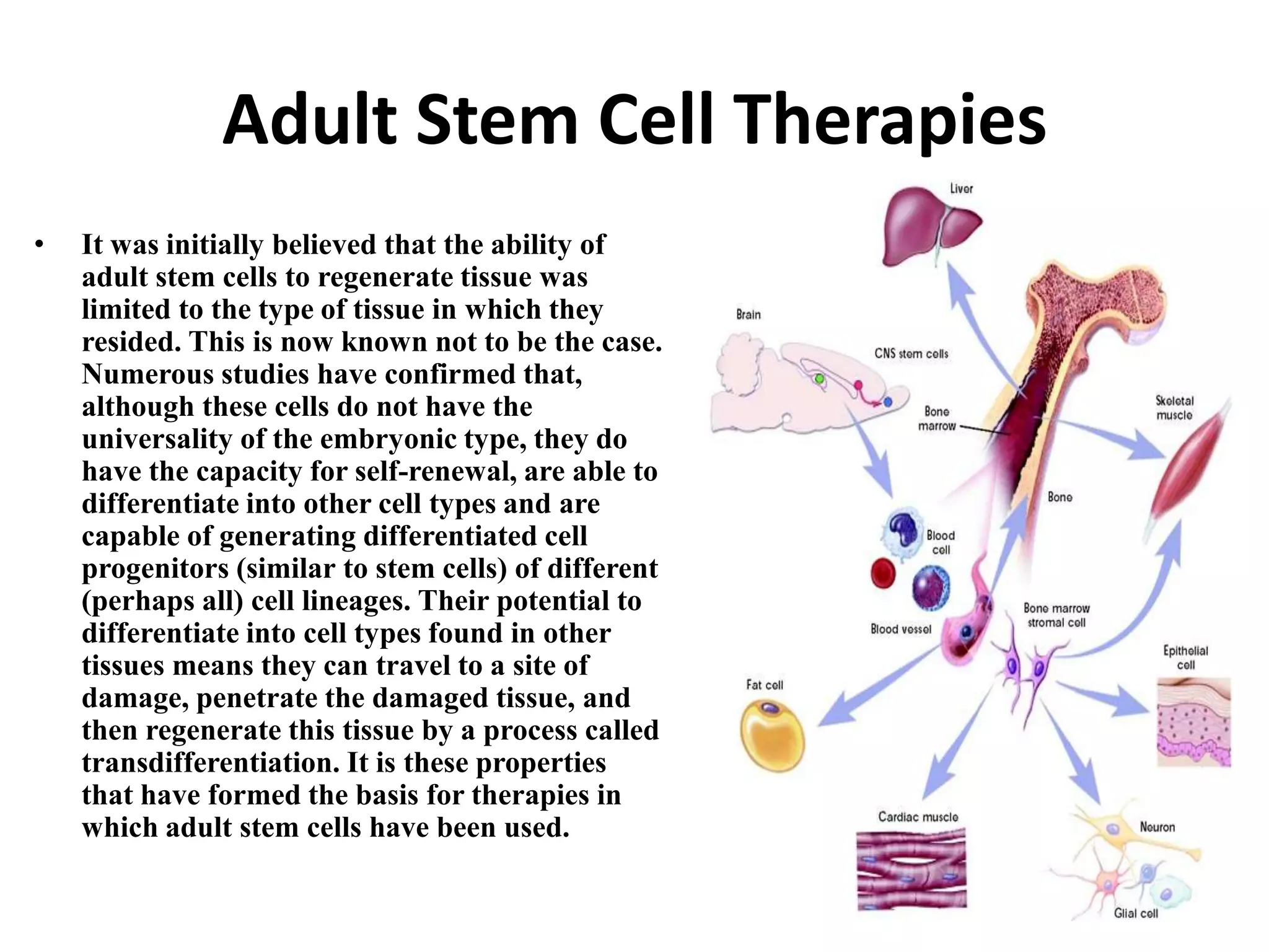 Adult Stem Cells | PPT