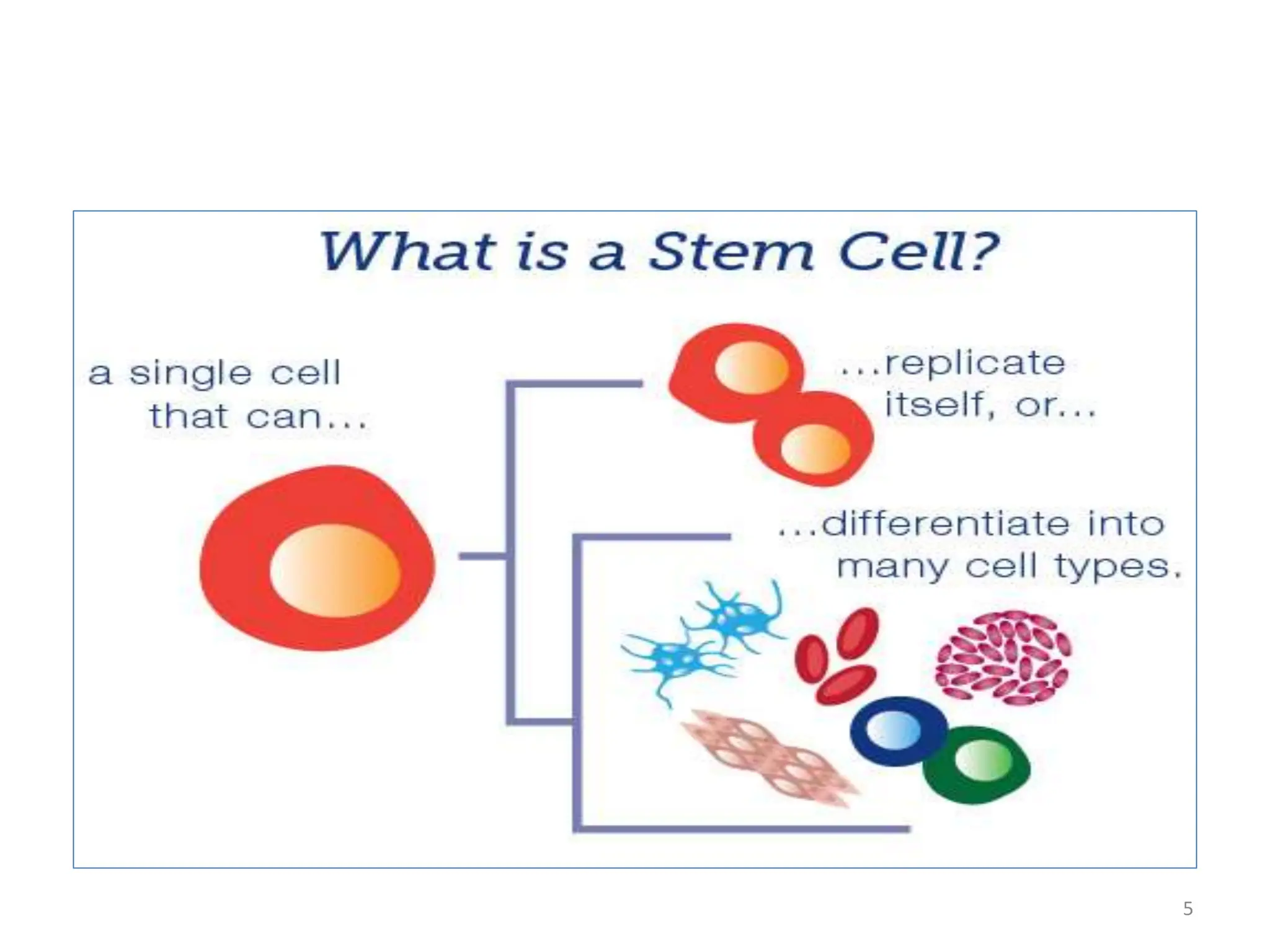 adult stem cells-1.pptx