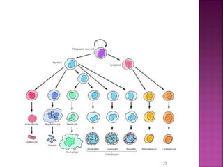 Adult stem cells | PPTX