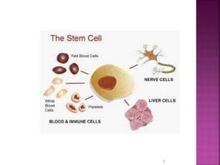 Adult stem cells | PPTX