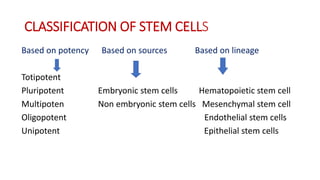 Adult stem cells.pptx