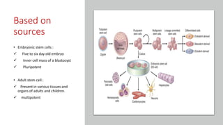 Adult stem cells.pptx
