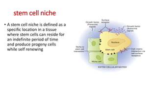 Adult stem cells.pptx