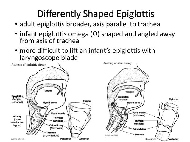 Adult vs. pediatric larynx, laryngeal nerve palsies and management | PPT