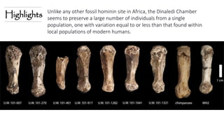 Homo naledi - highlights from the paper published on eLife | PPTX