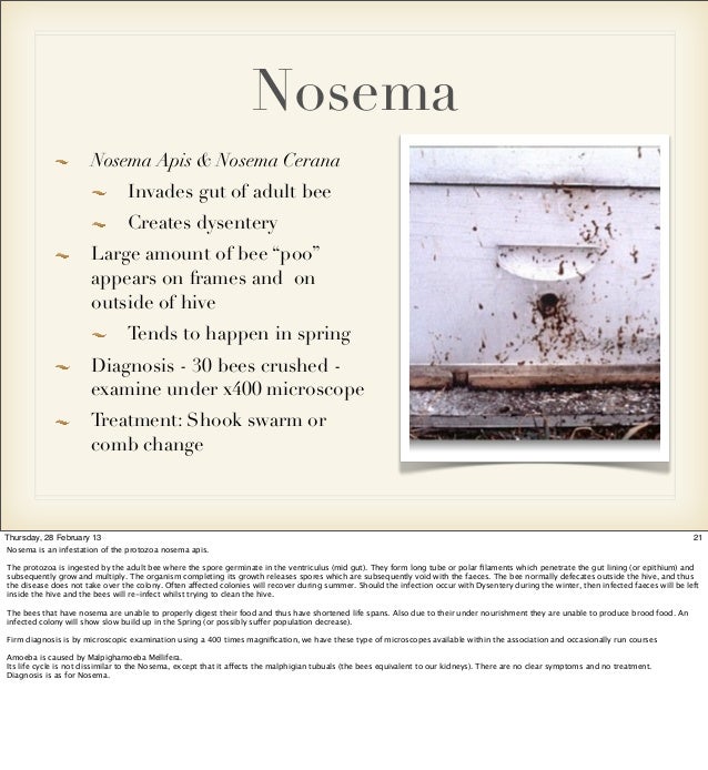 Advanced Beeginners - Bee diseases