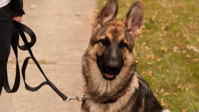 Advanced Dog Training Exercises advanced-dog-training-exercises