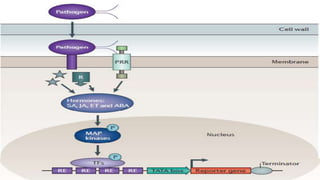 Advanced genetic tools for plant biotechnology | PPTX