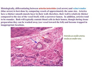 Advanced HISTOLOGY OF THE Blood Vessel.pptx