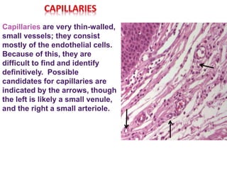 Advanced HISTOLOGY OF THE Blood Vessel.pptx