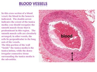 Advanced HISTOLOGY OF THE Blood Vessel.pptx