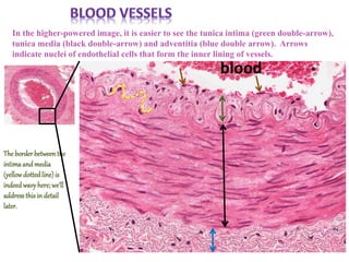 Advanced HISTOLOGY OF THE Blood Vessel.pptx