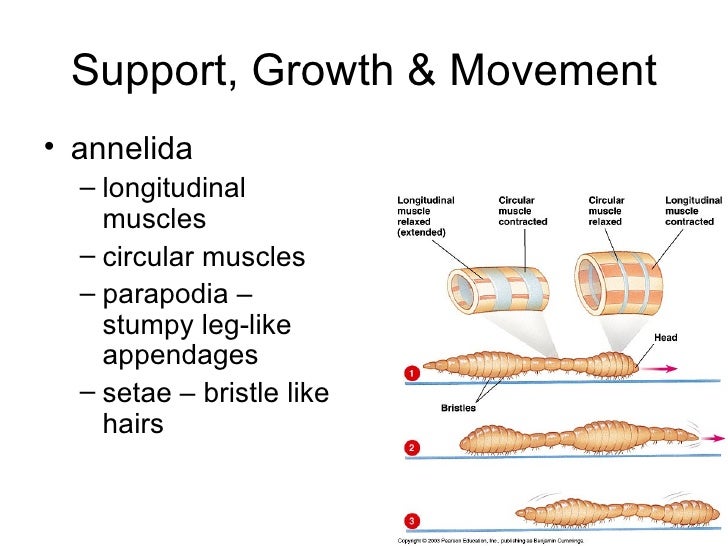 Advanced Invertebrates Csn